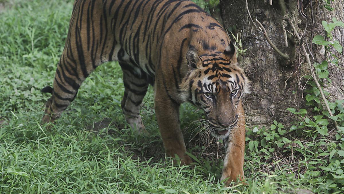 Indonesien: Tiger tötete Plantagenarbeiter